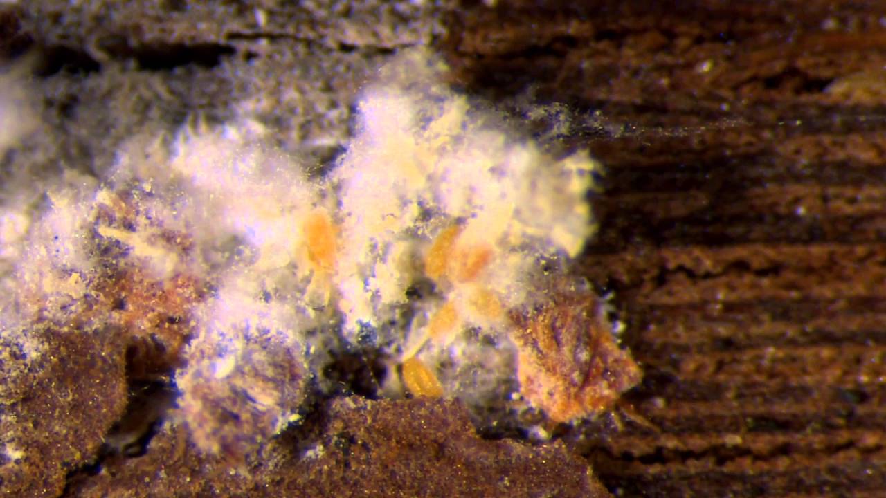 Planococcus ficus on grape 27April2016 EDMarchesini - YouTube