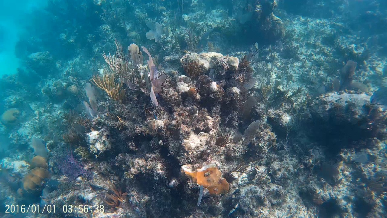 SNUBA in Nassau, Bahamas 9 - YouTube