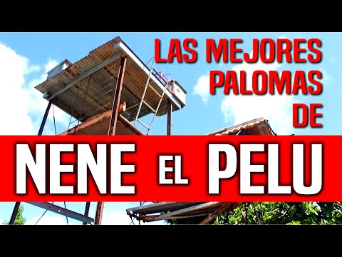 Las mejores palomas de NENE EL PELU