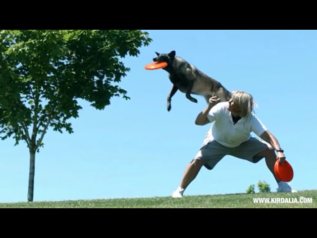 Perro Frisbee