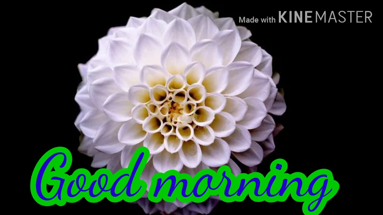 Good morning good morning video - YouTube