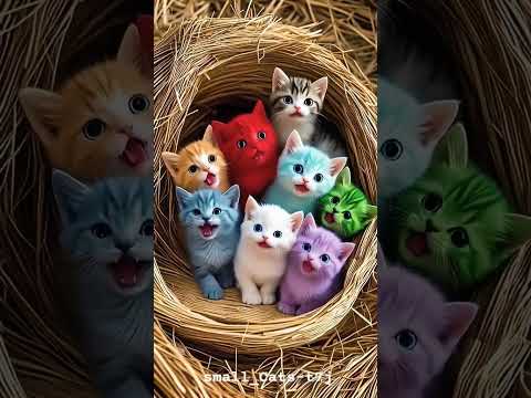 Cat Face😸 Grinning Cat Face with Smiling Eyes🐾 Paw Prints#cat #cats #catlover #catvideos #catlovers