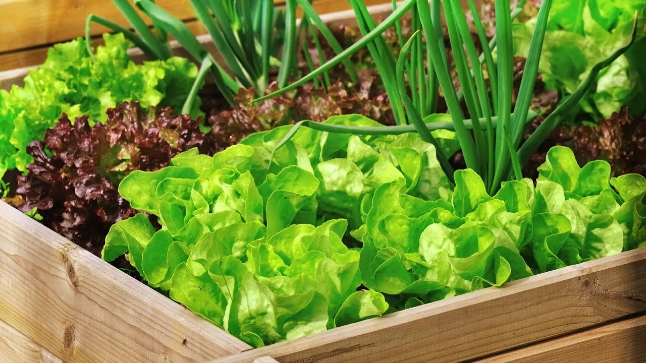 👉 ( HORTA ) PLANTE UMA VEZ E COLHA PARA SEMPRE!! 🌿🌿🏡 - YouTube