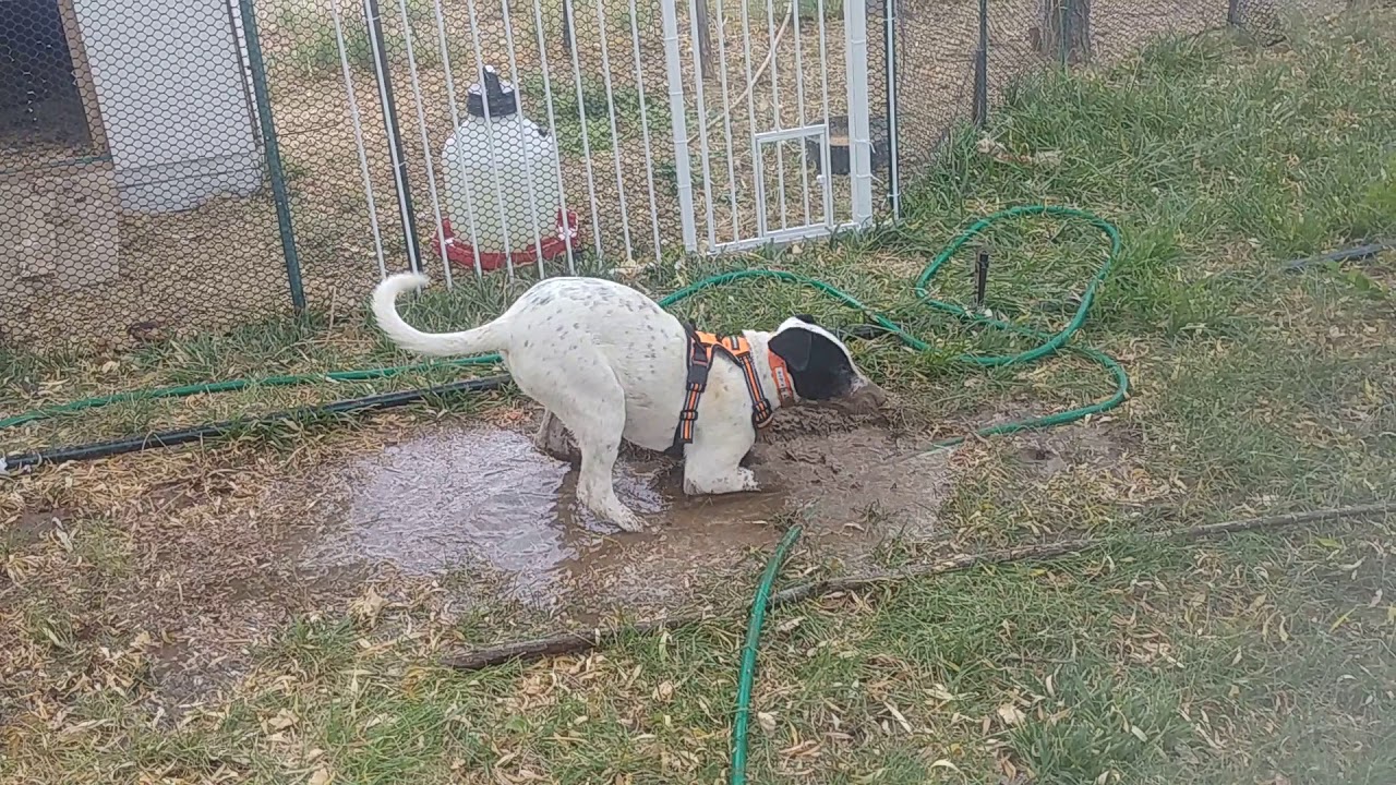 Ladybug the Mud Dog - YouTube