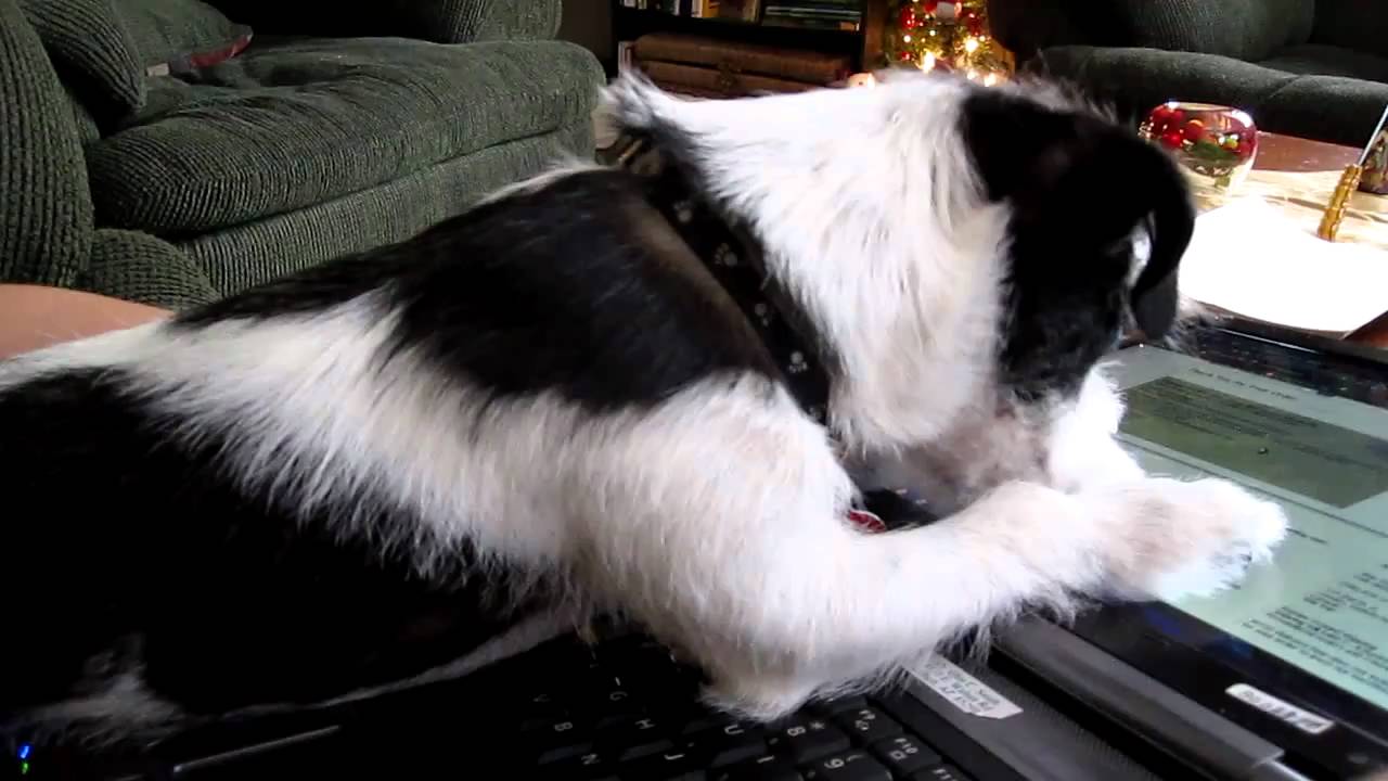 The Puppy and the Computer - YouTube