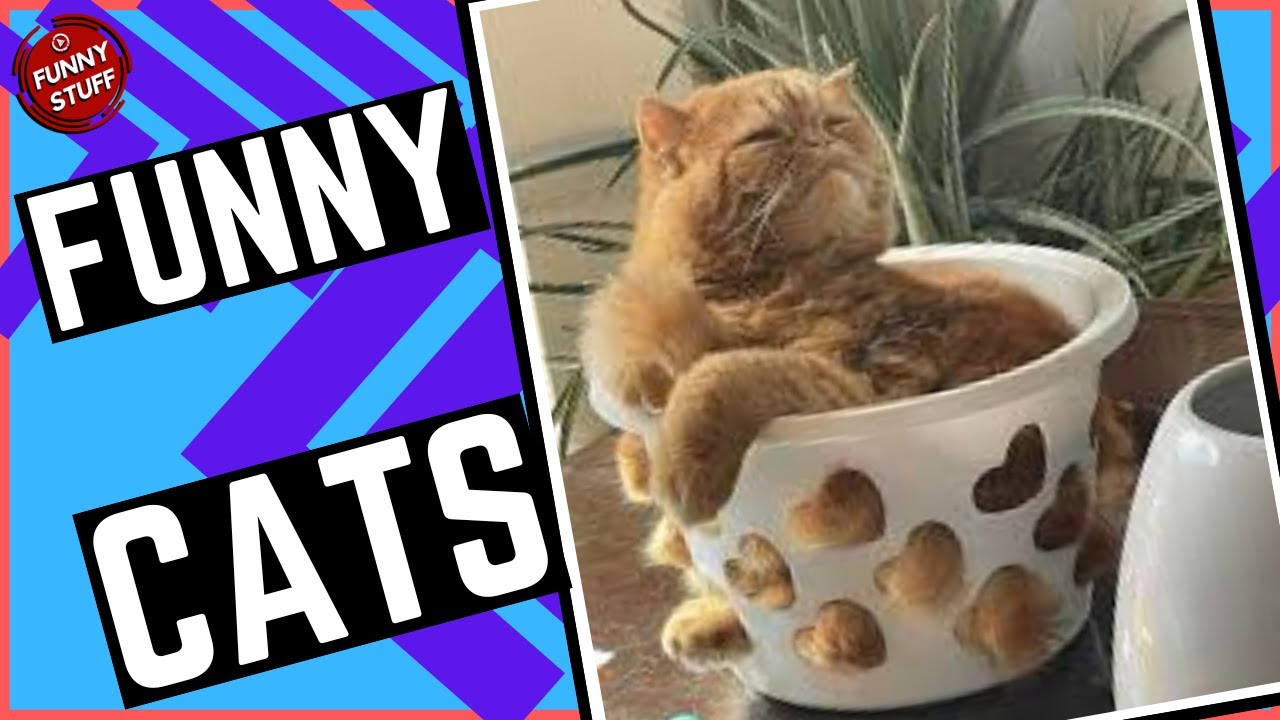 Funny Stuff - Funny Cats #33 - Try Not to Laugh! - YouTube