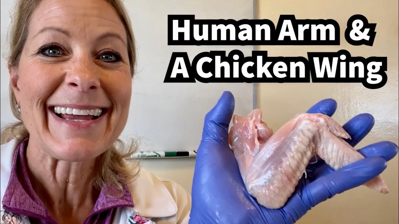 407 - How is our arm like a chicken wing? - YouTube