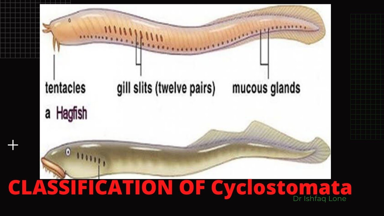 Classification Of Cyclostomata - YouTube