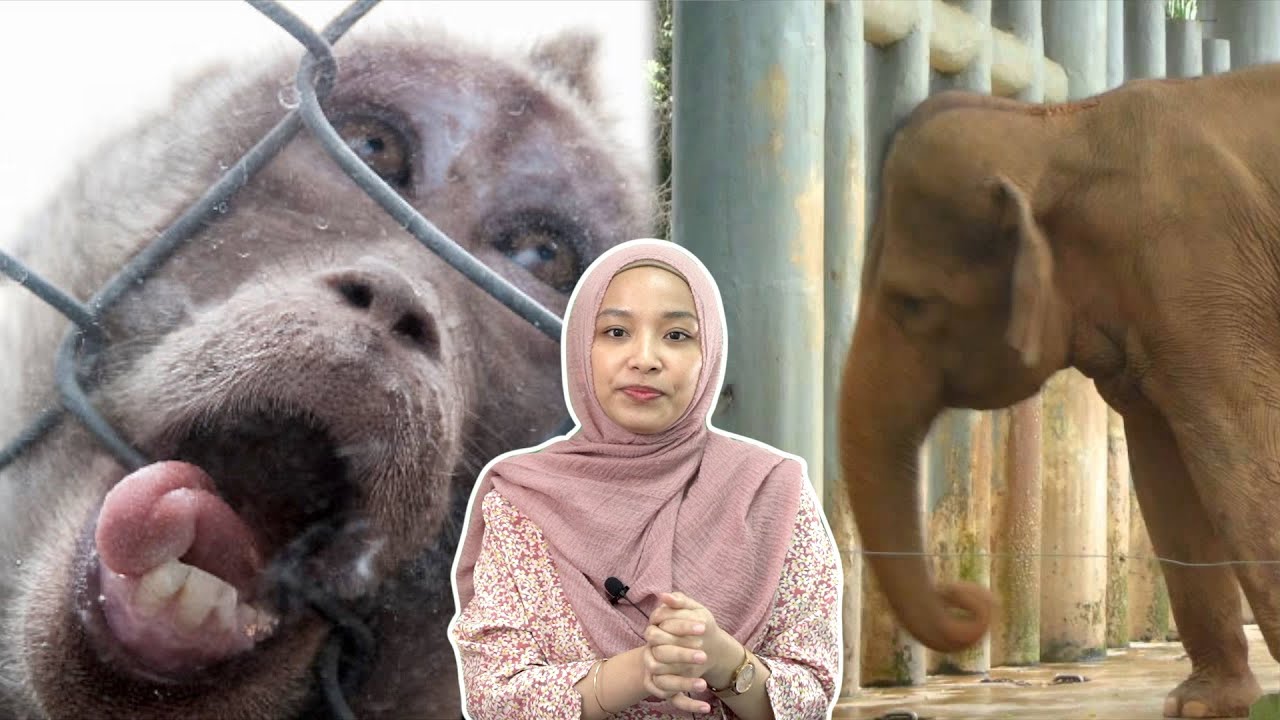 Apa Punca Haiwan Jadi Mereng dalam Kurungan? - YouTube