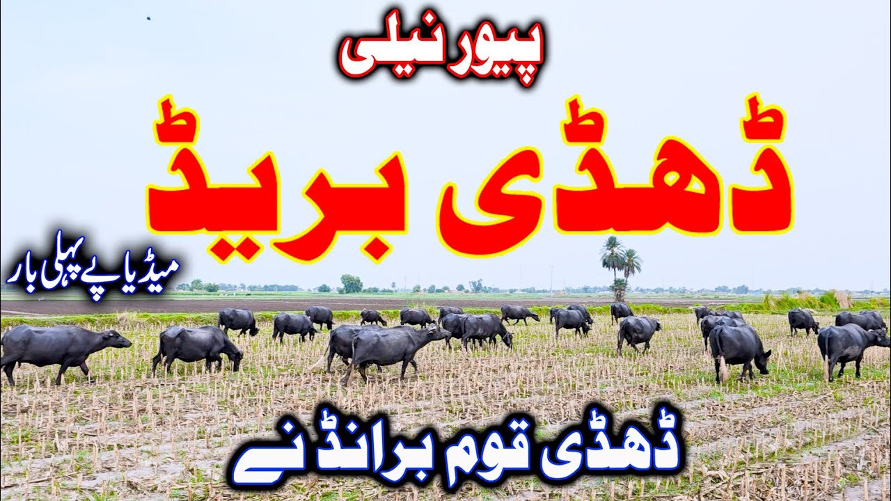 pure nili buffaloes breeding farm | buffalo farming | buffalo farm ...