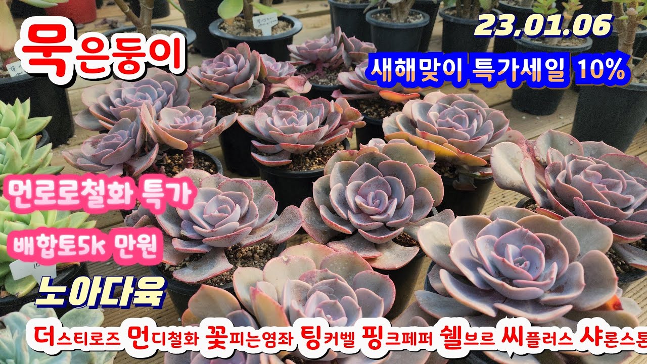 노아다육4탄묵은둥이배합토먼로철화특가팅커벨핑크페퍼꽃피는염좌휴밀리스쉘브르스노우바니더스티로즈모노케로스티샤론스톤