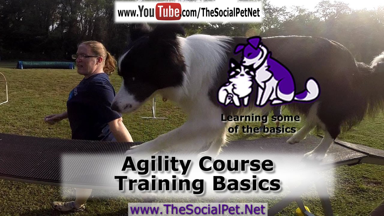 Agility Course Training Basics - YouTube