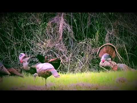 Spring gobbler season 2019 - YouTube
