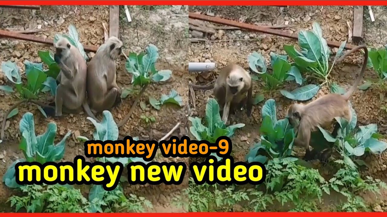 monkey video new 🐵🐵🫢 - YouTube