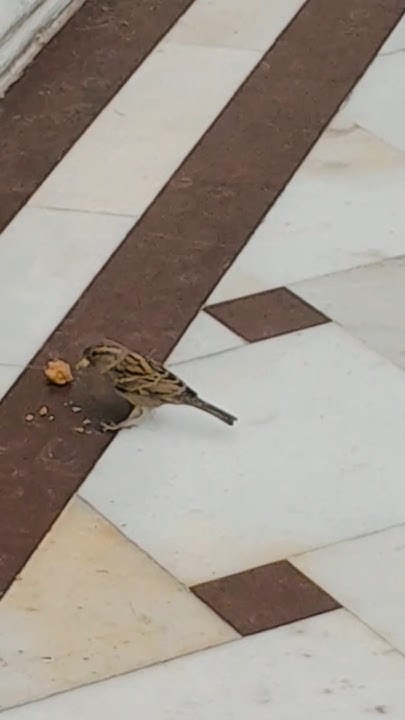 Tuhi khuda aa tuhi khudai tere bina na koi pai #youtubeshorts #youtube ...