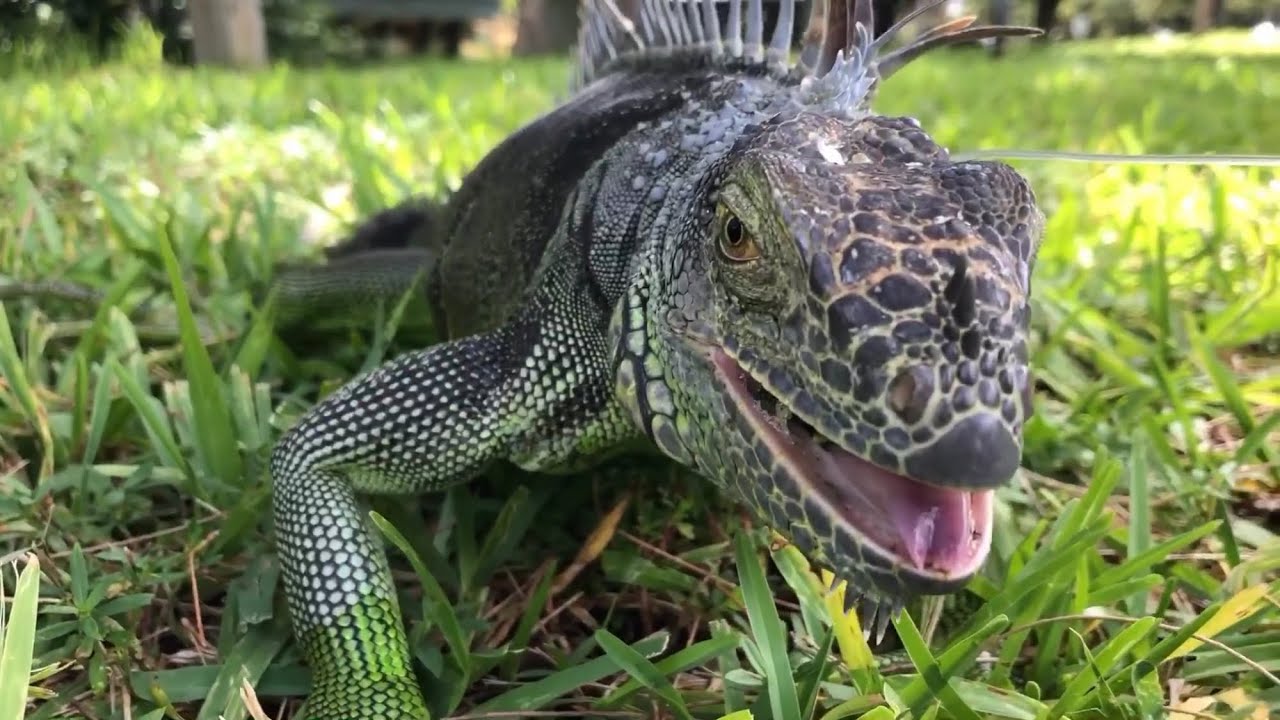 Pole Catching Iguanas for iguana Teriyaki - YouTube