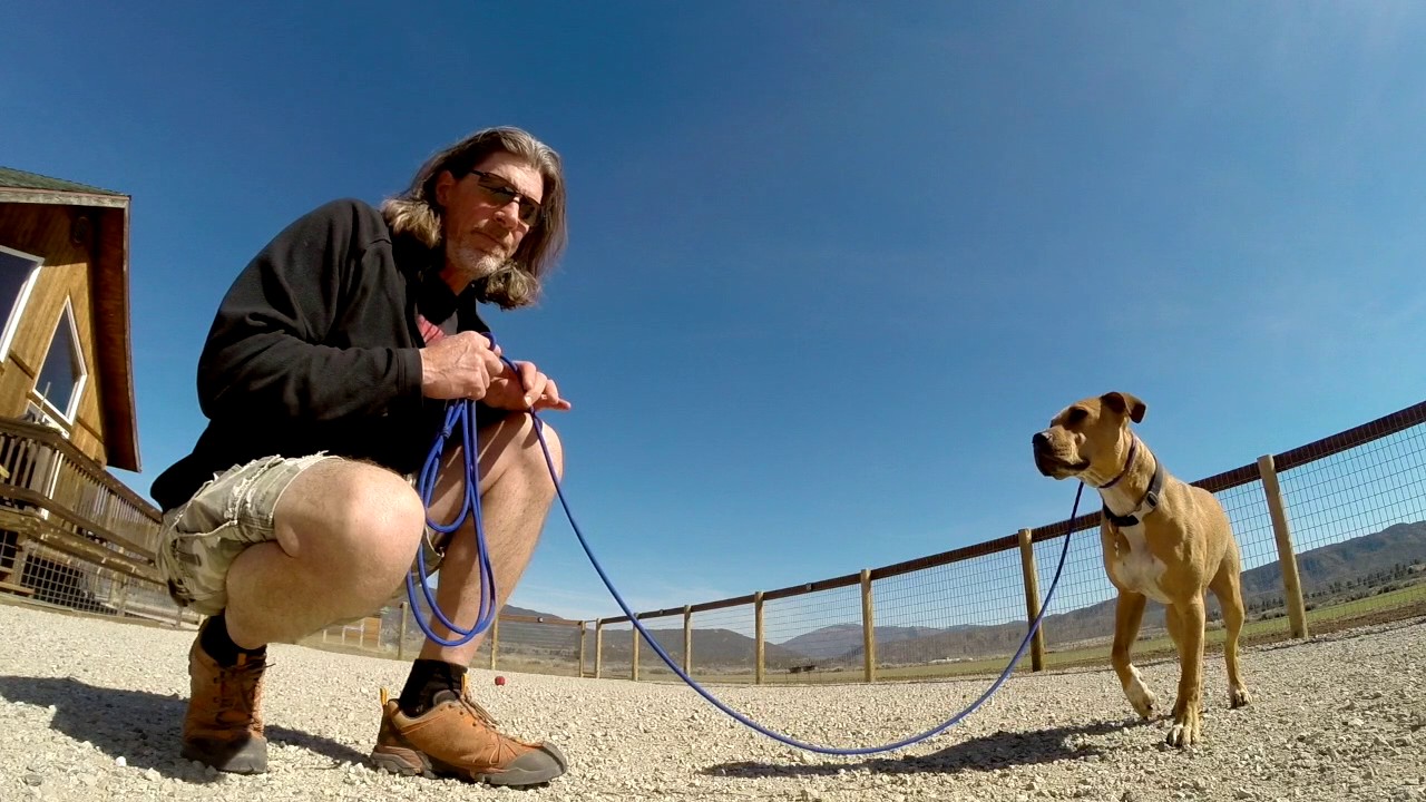 Brian Agnew The Balanced Dog: Cooper fear, high flight, low defense dog ...