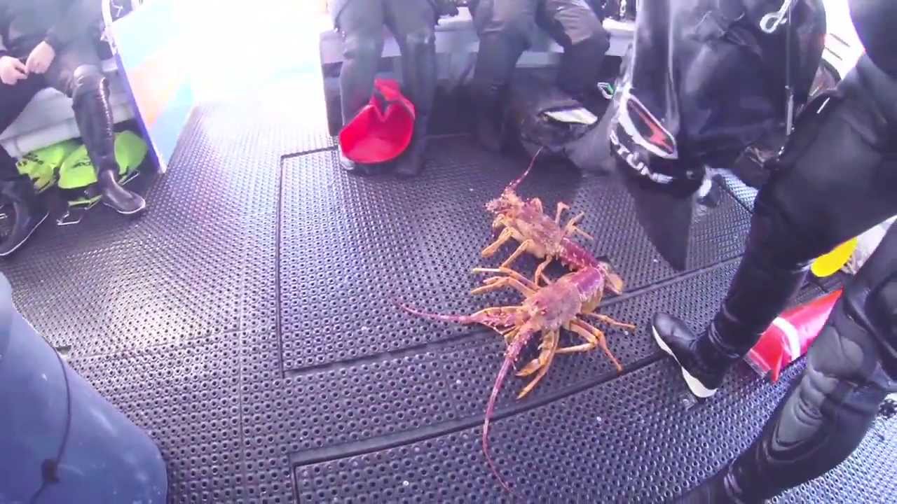 Scuba Diving the Far Side Crayfish Season Opener Port Phillip Bay ...