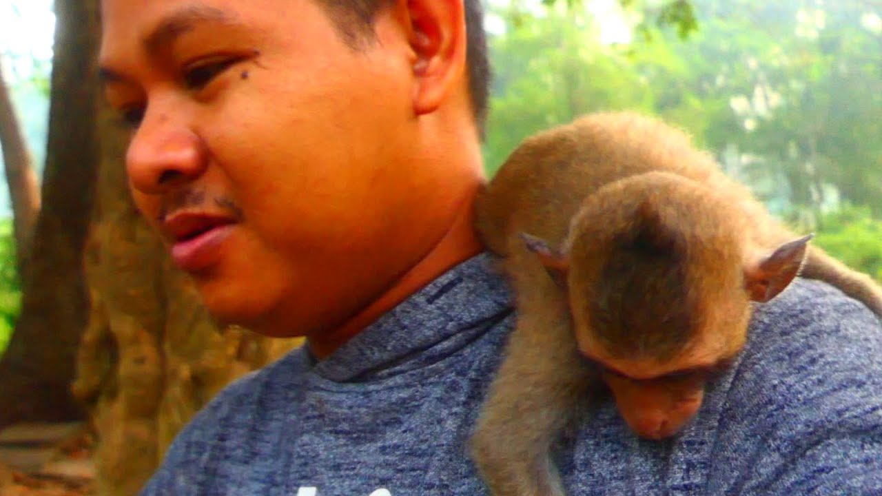 Welcome video early on 25th October I try to find all monkeys please ...