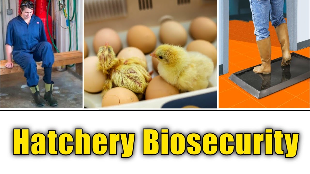 Hatchery Biosecurity | World of Poultry - YouTube