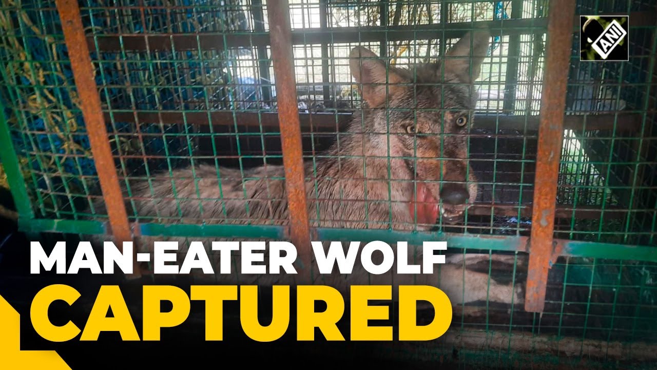 UP: Forest Department catches wolf that killed 8 people in Bahraich ...