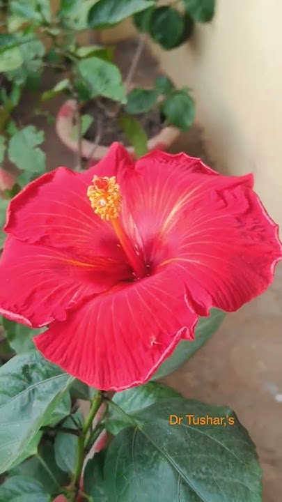 Hi Hibiscus 🌺 - YouTube