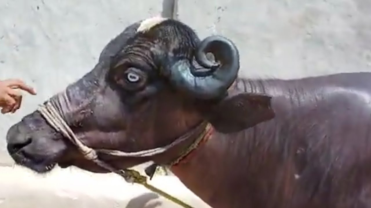 Beautiful neeli ravi ki bhains for sale Contact number 03446980676 ...