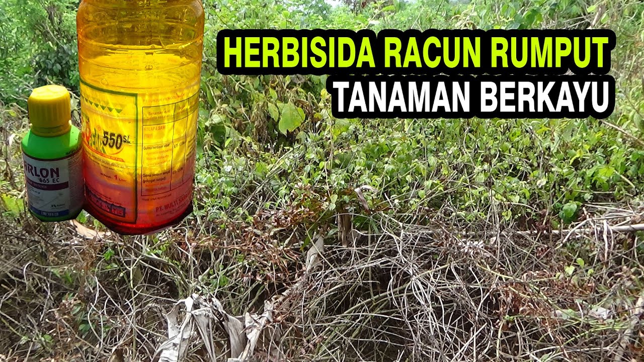 Bahan HERBISIDA Racun Rumput Berkayu Tuntas sampai Ke akar - YouTube