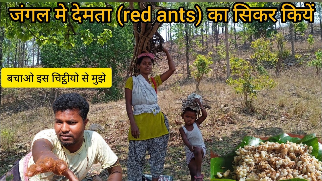 demta (red ants) /jangal me lal chiti ka sikar keye/family vlogs/mohit ...