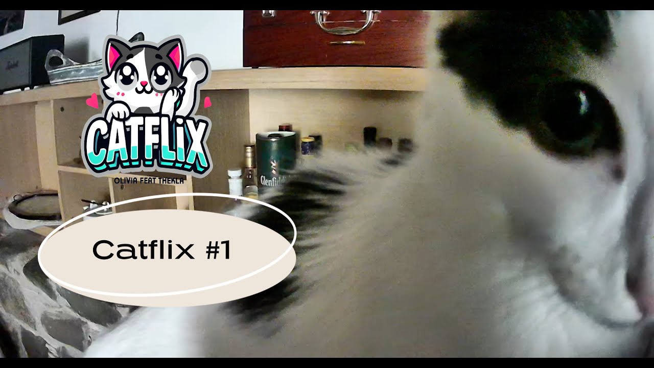 Catflix Episode #1 - YouTube