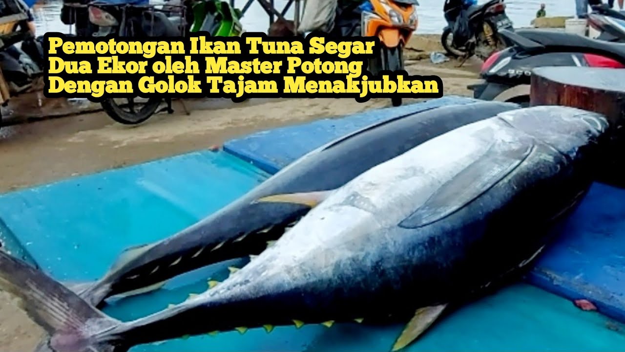 Pemotongan Ikan Tuna Segar Dua Ekor oleh Master Potong Dengan Golok ...