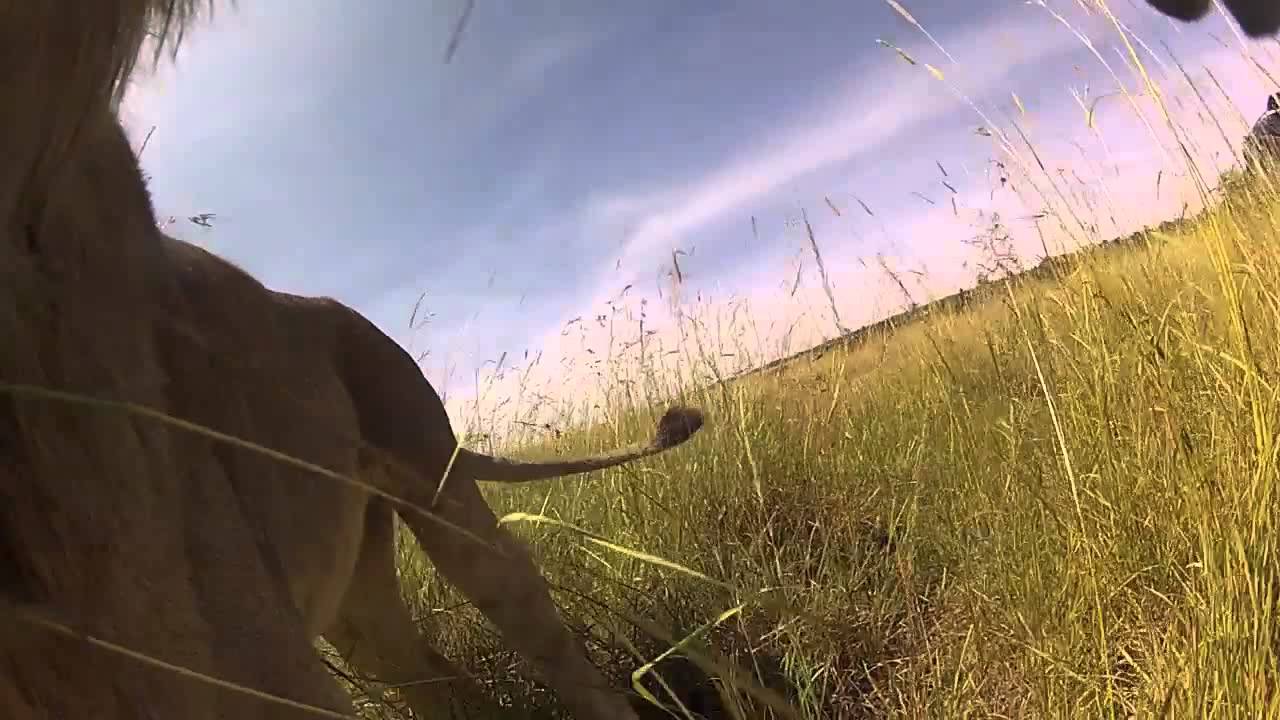 The lion took my GoPro - YouTube
