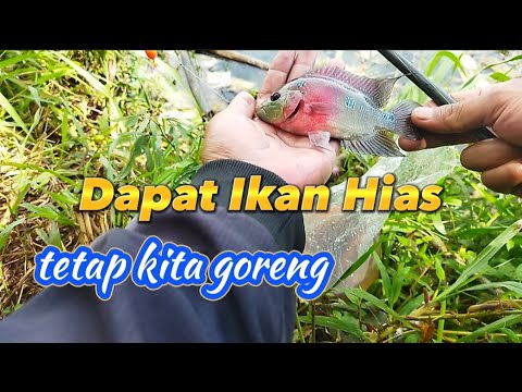 Nikmati keseruan mancing ikan lohan red devil, banyak yang warnanya ...