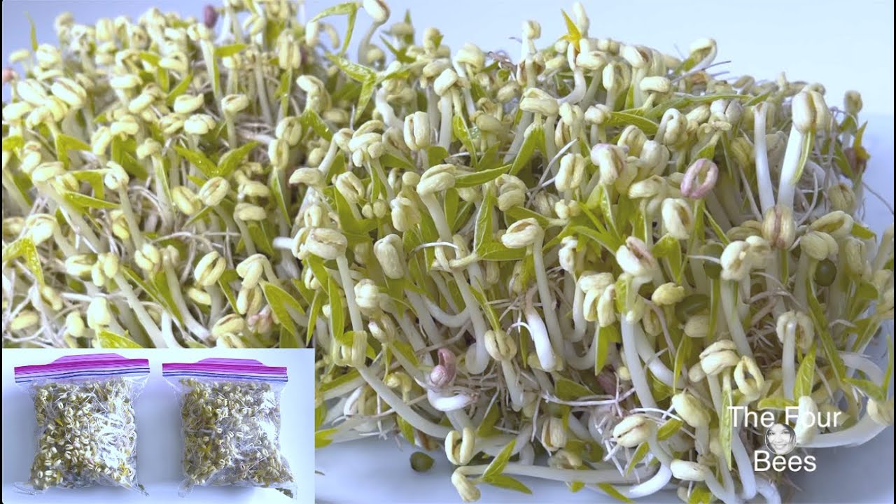 Grow Bean Sprouts in Zip Lock Bag - YouTube