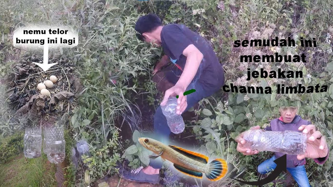 Ternyata segampang ini membuat jebakan Ikan Channa Limbata dari botol ...