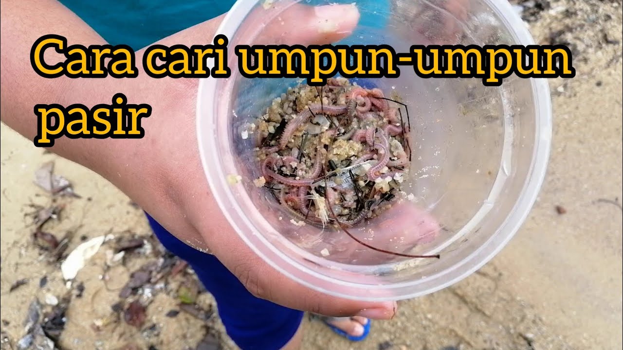 Cara mencari umpun-umpun pasir - YouTube