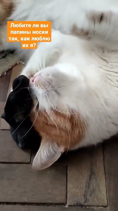 Обожамс #котики - YouTube