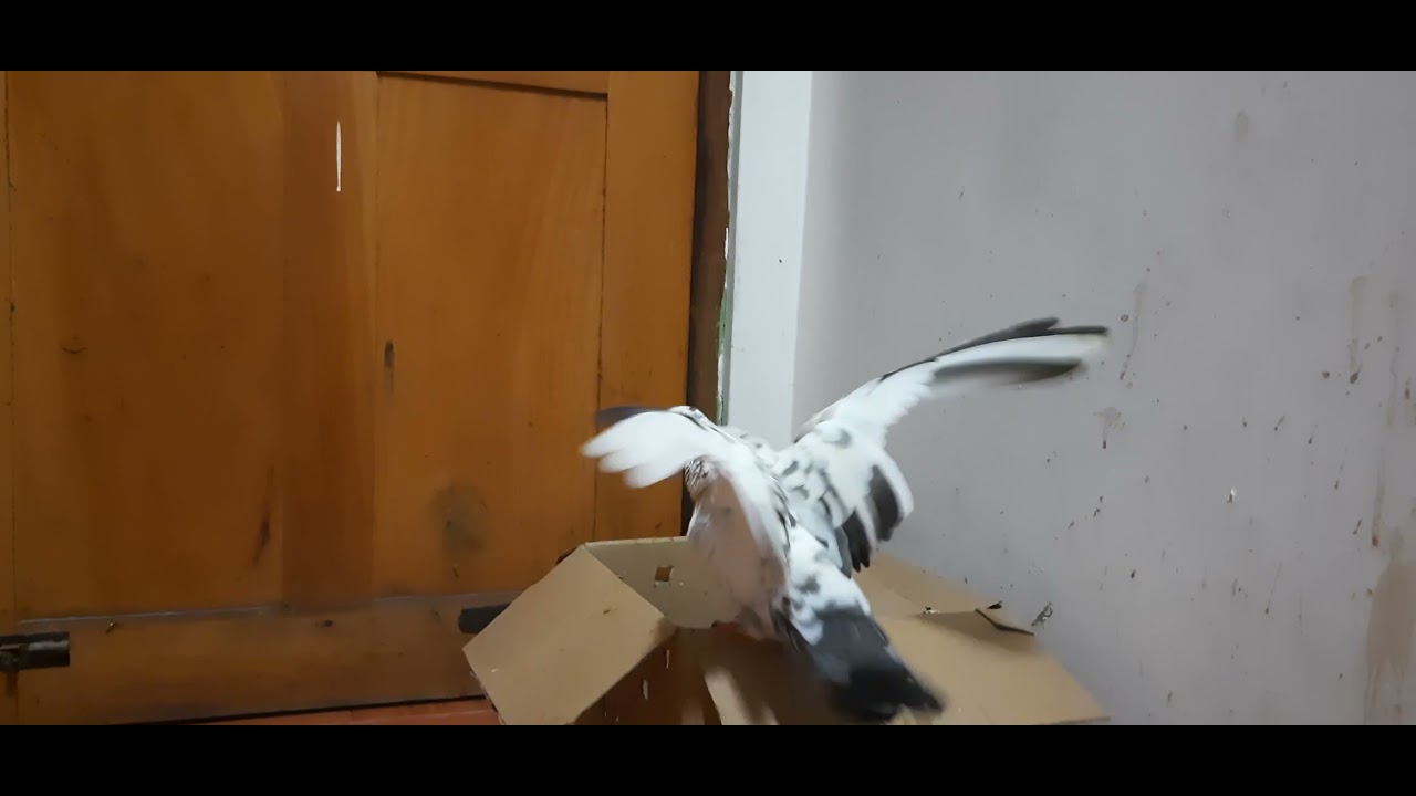 Pigeon Neck Twisting - YouTube