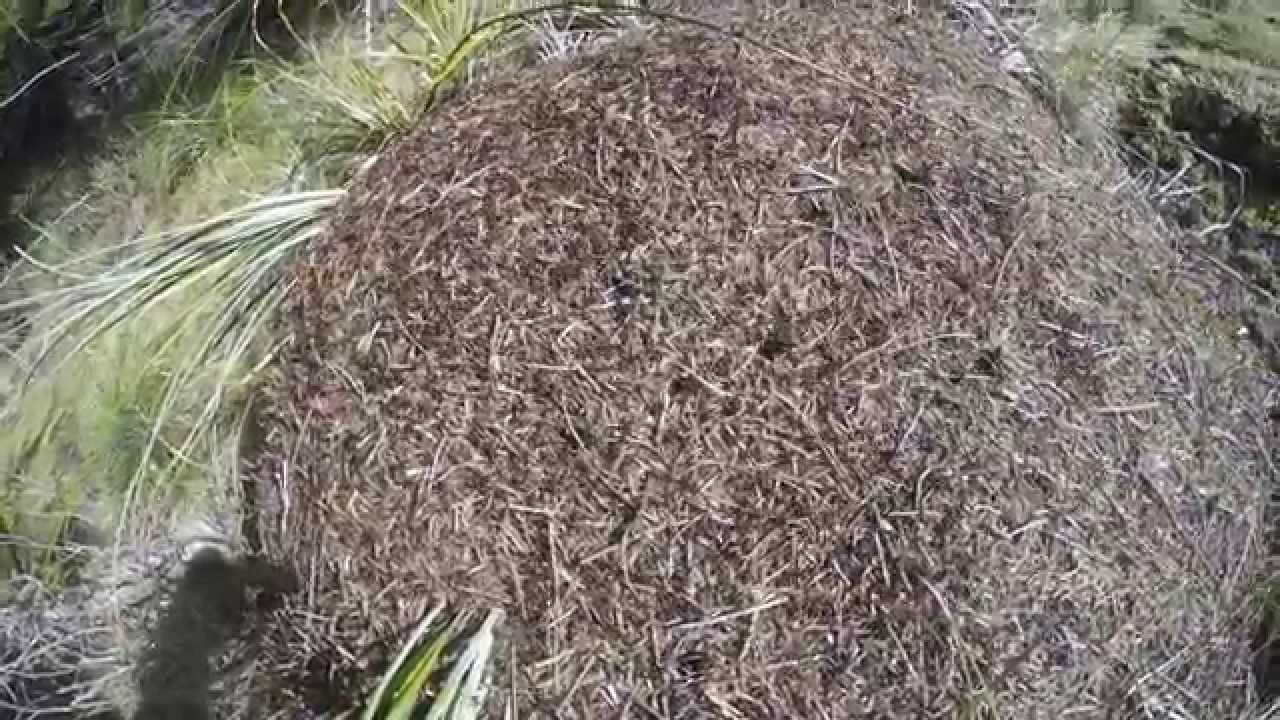 lots of ants on big ant hill, 4k - YouTube