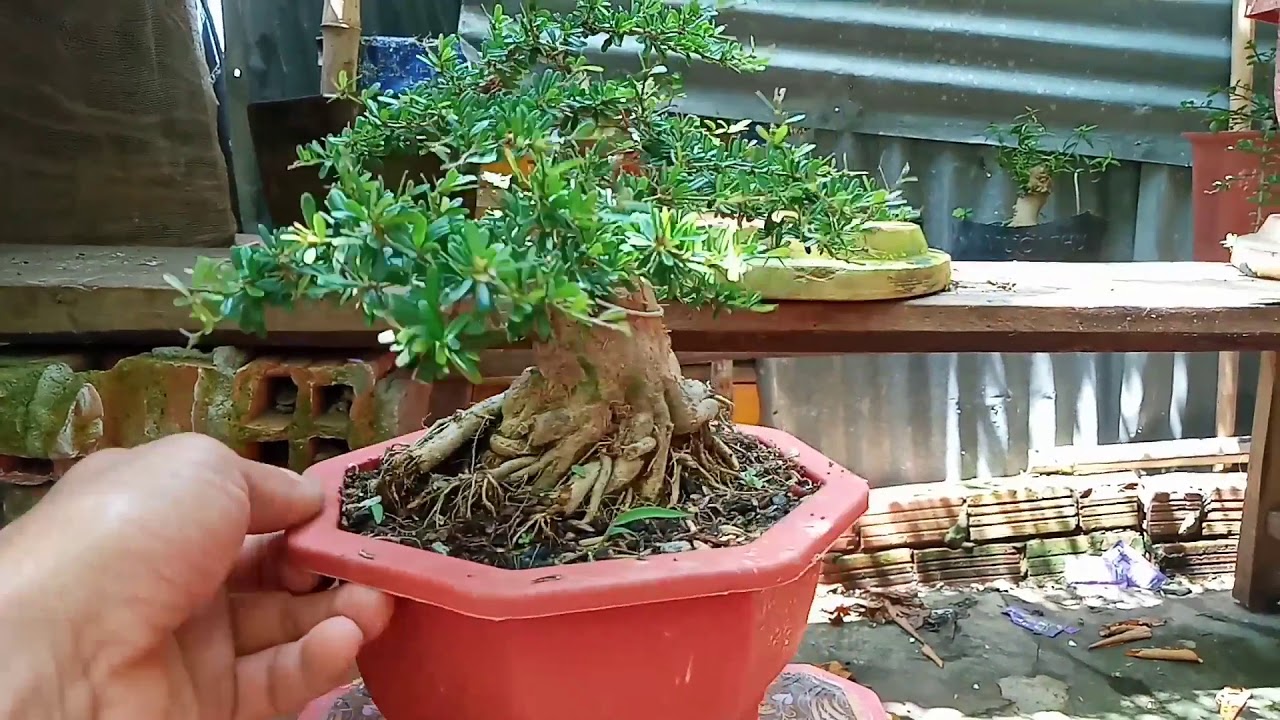 Linh sam 86 mini bán giá tại nhà ,,, không síp,,, - YouTube