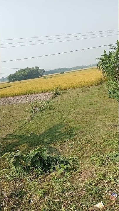 dhan ka khet #shorts #short #entertainment ! #usa - YouTube