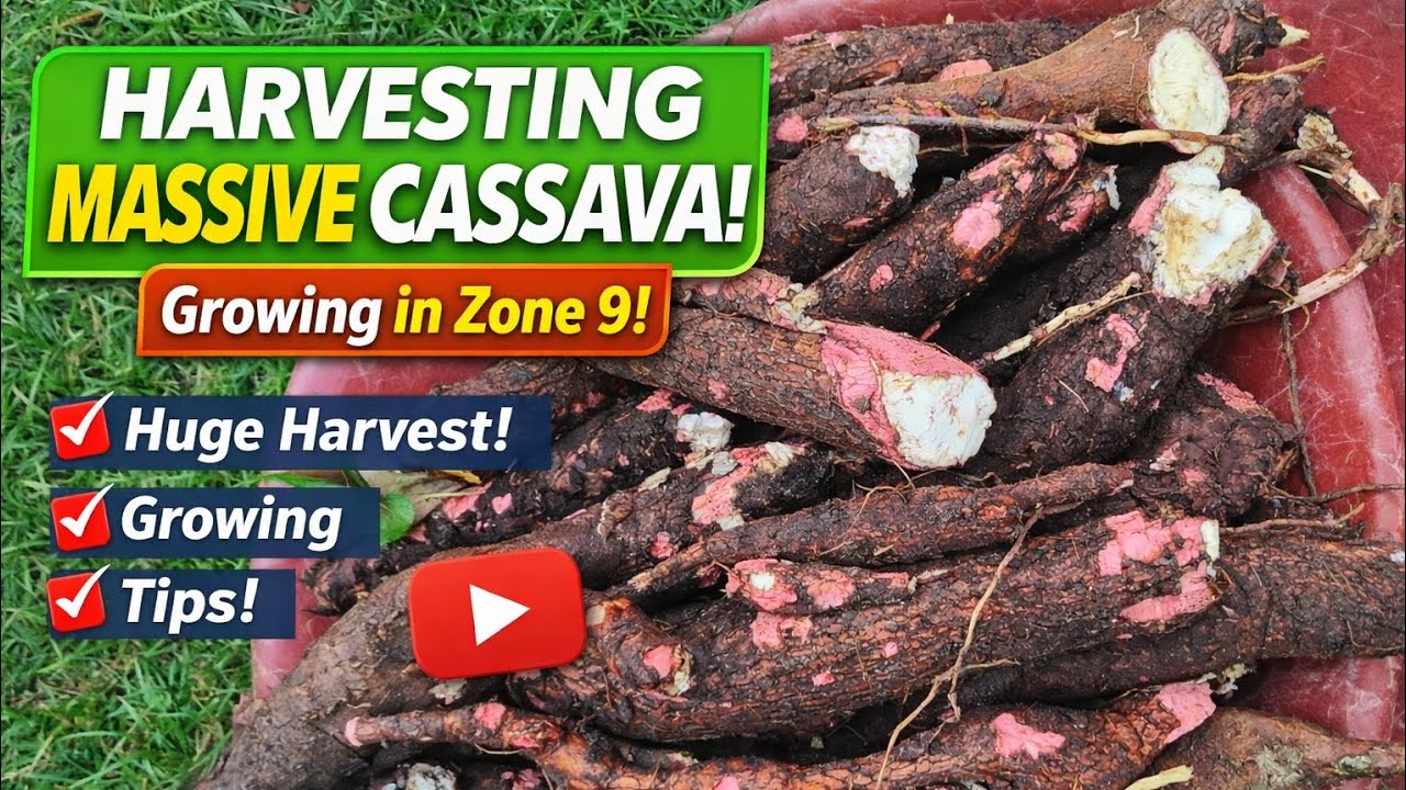 Harvesting Huge Cassava Tubers (Yuca) from my Backyard Garden - YouTube