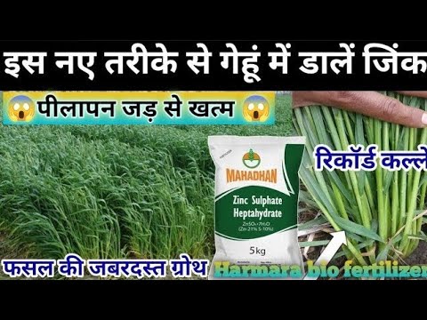 इस नए तरीके से डाले गेहूं में जिंक सल्फेट 1 पौधे से आएंगे 50 कल्ले ...