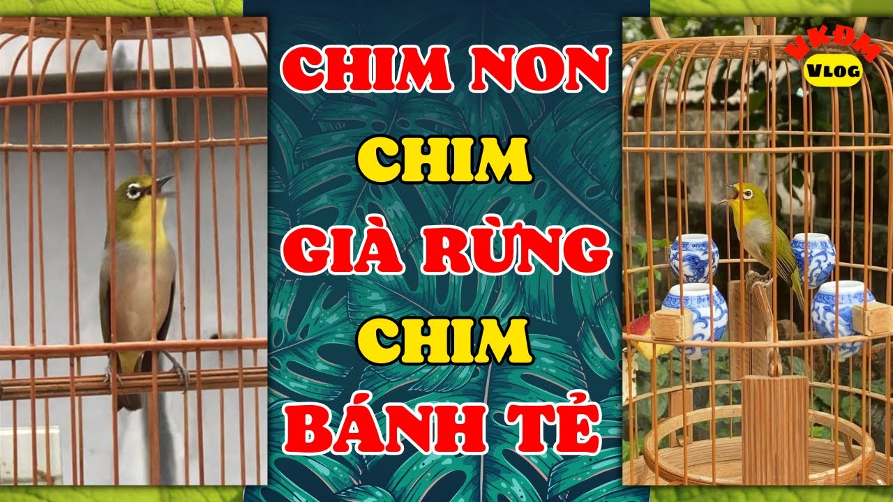 Chim non, chim bánh tẻ và chim già rừng | Chọn chim nào? | VKĐM - YouTube