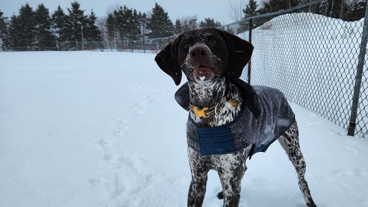Teenage Toby | German Shorthaired Pointer Puppy | Cute Dog Videos - YouTube