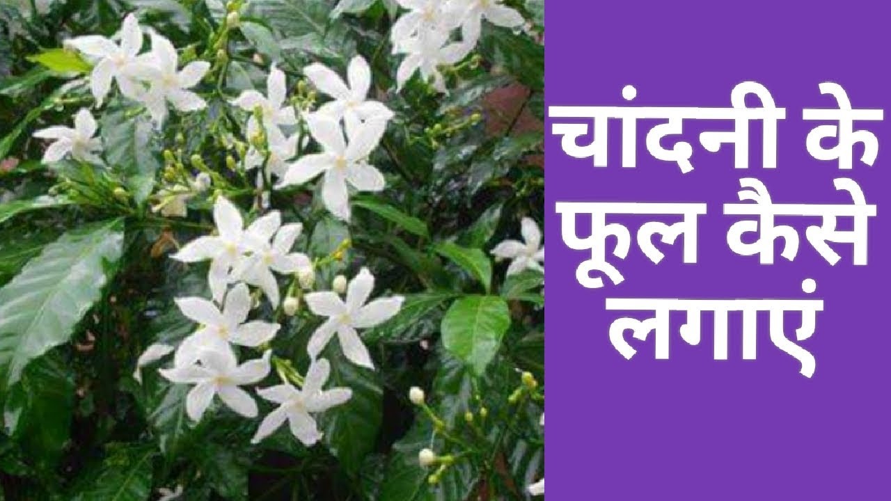 Chandani flower || चाँदनी के फूल कैसे लगाऐ - YouTube