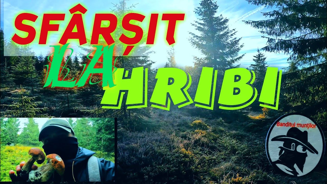 Ultimii HRIBI din 2022 🍄! boletus EDULIS! munții Apuseni 🌲🌲🌲! - YouTube