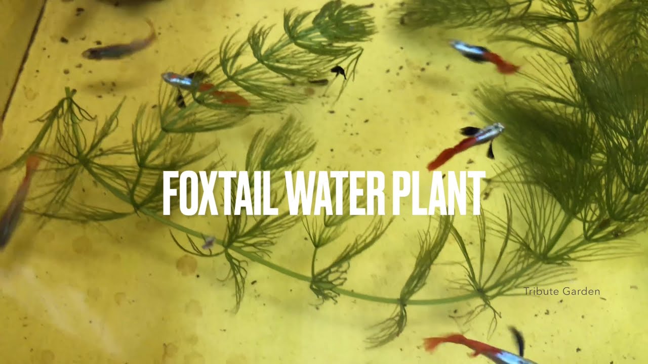 🌱 Benefits of Foxtail Water Plant in Fish Tank 🐠 #waterplants #foxtail ...