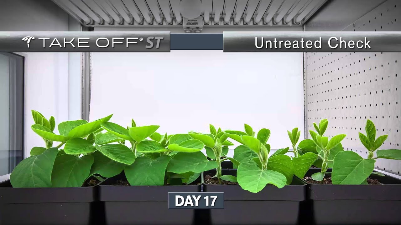 Take Off ST: Seed Treated Soybeans Time-Lapse - YouTube