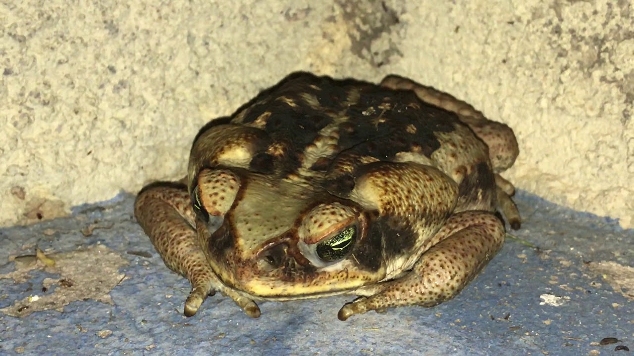 iPhone wildlife photography: Huge tropical Toad with supersonic tongue ...